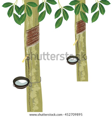 Rubber Plant Stock Images, Royalty-Free Images & Vectors | Shutterstock