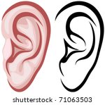 Human Ear Free Stock Photo - Public Domain Pictures